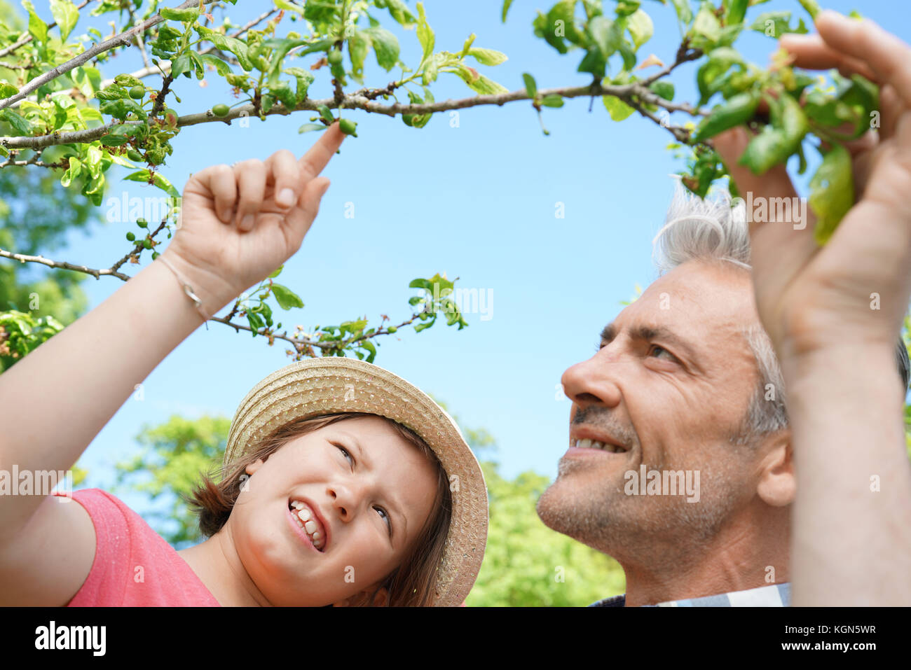 Man with young girl looking at fruit trees buds Stock Photo - Alamy