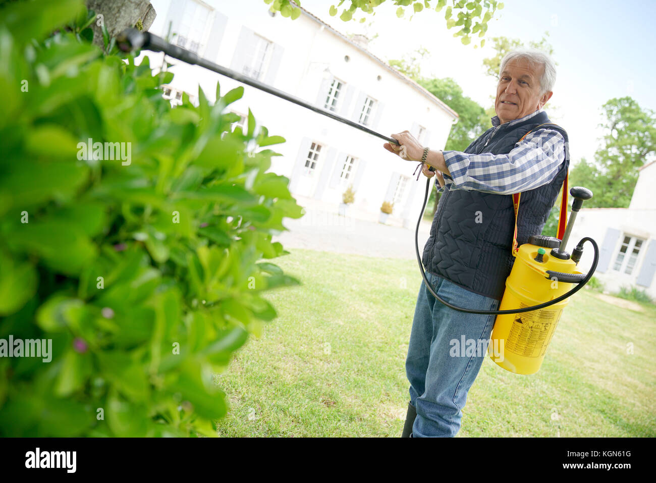 Senior man in garden spraying insecticide on trees and plants Stock ...