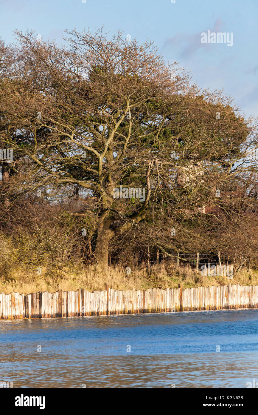 Sea defences made of wood glow in the winter afternoon light on the ...