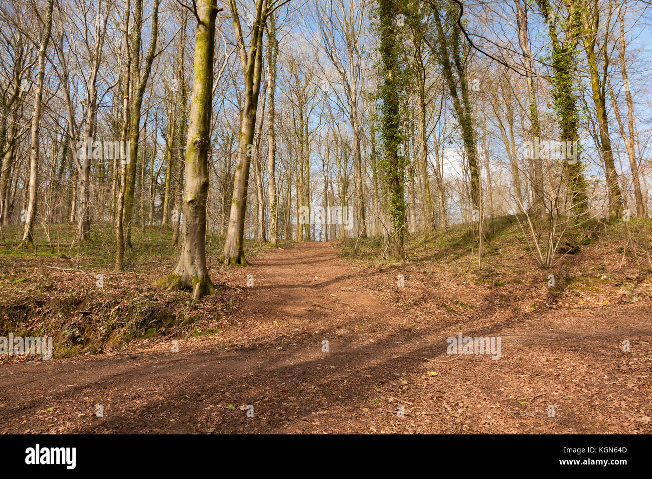 Woodland views in Fforest Fawr, Tongwynlais, Cardiff, Wales, UK Stock ...