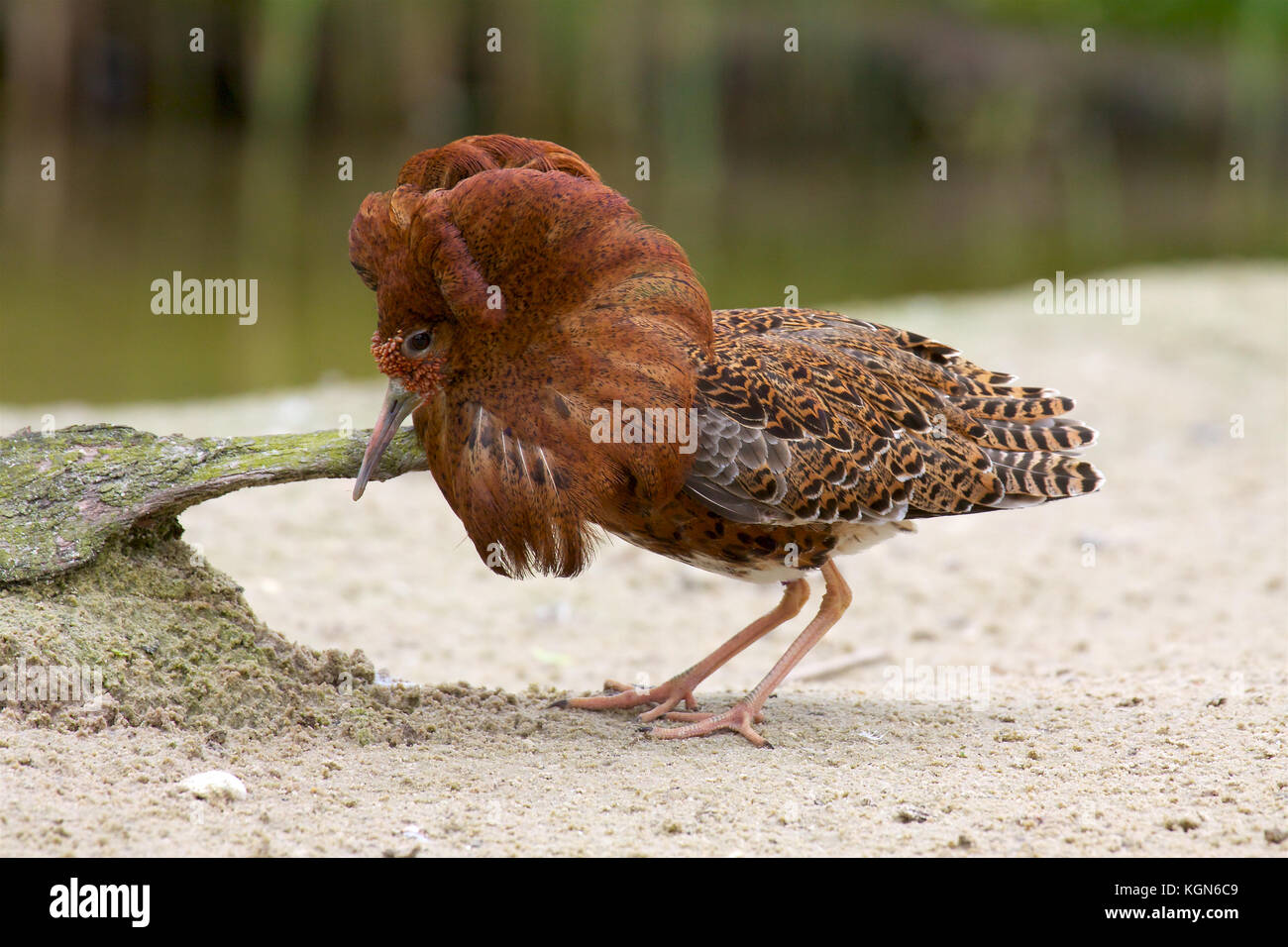 Male Ruff, Philomachus pugnax, in full breeding plumage Stock Photo - Alamy
