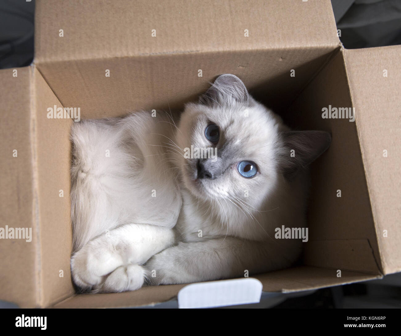 Ragdoll cat box hi-res stock photography and images - Alamy
