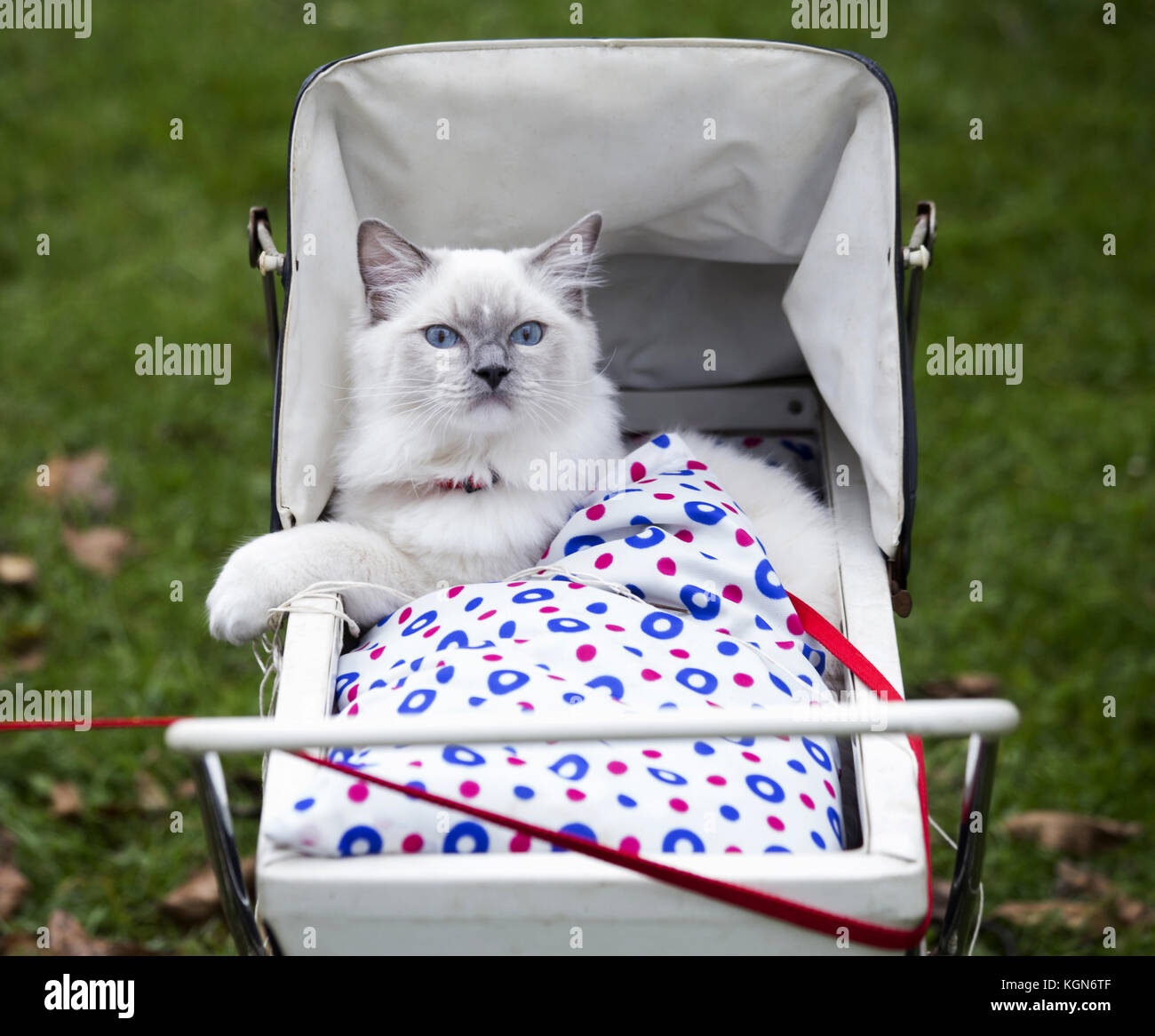 Ragdoll cat box hi-res stock photography and images - Alamy