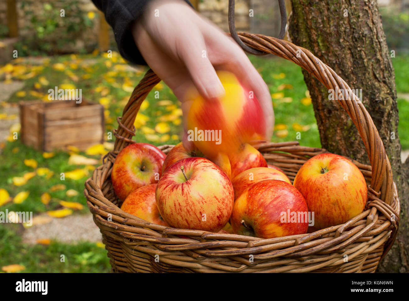 Farmer Picks Red Apples in the Garden Stock Photo - Alamy