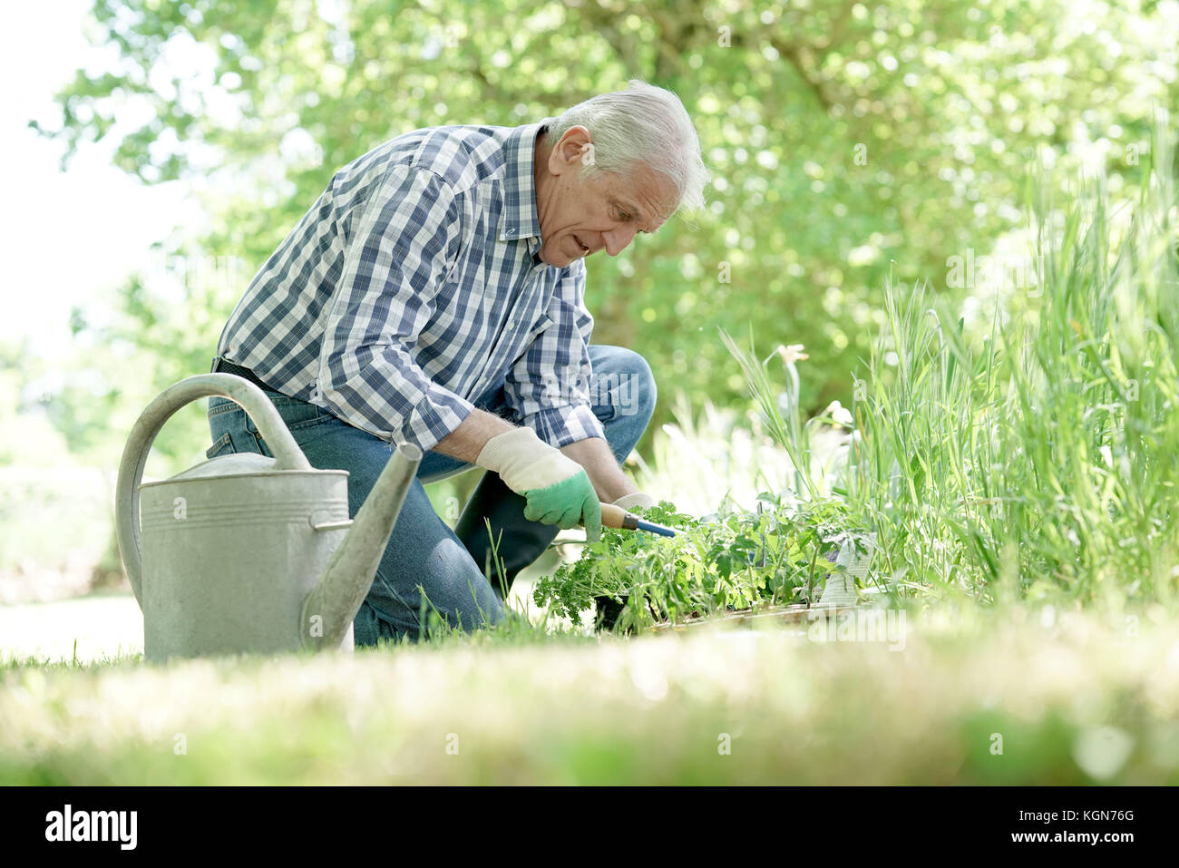 Senior man planting aromatic plants in garden Stock Photo - Alamy