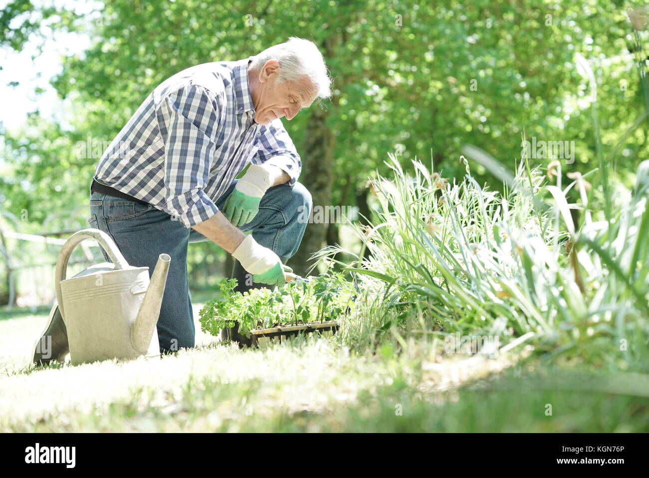 Senior man planting aromatic plants in garden Stock Photo - Alamy