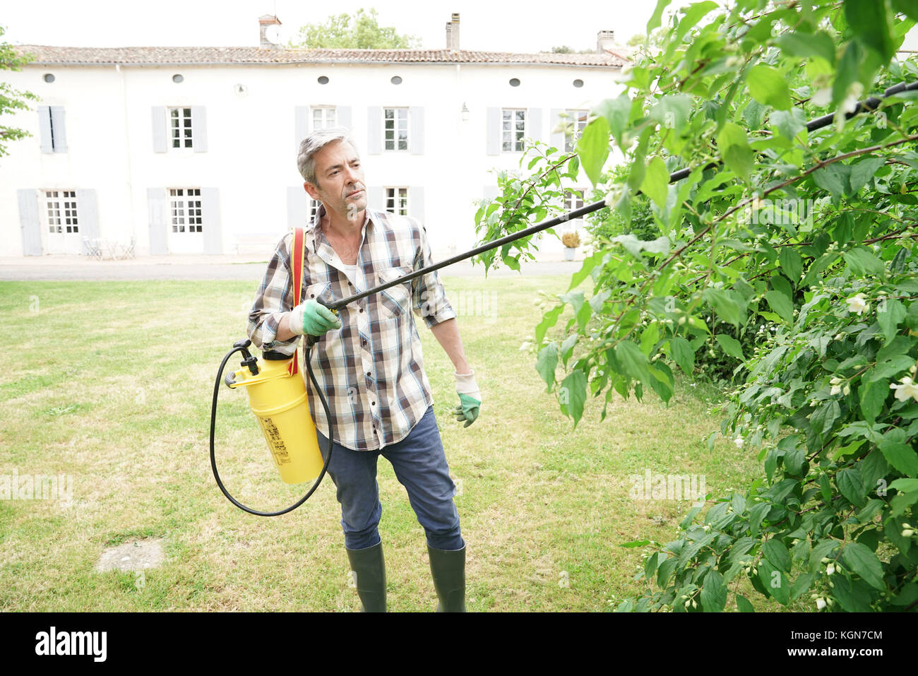 Man in garden spraying insecticide on trees Stock Photo - Alamy