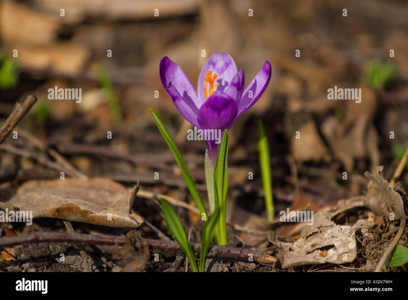 Purple snowdrops growing in spring hi-res stock photography and images ...