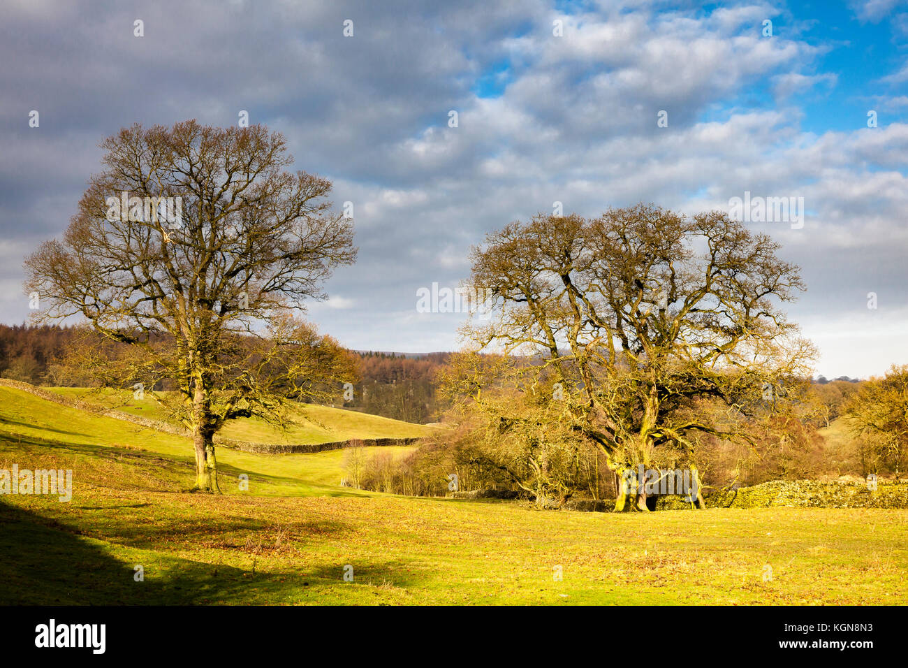 Two sunlit big winter trees almost autumnal in feel,on The Scale ...