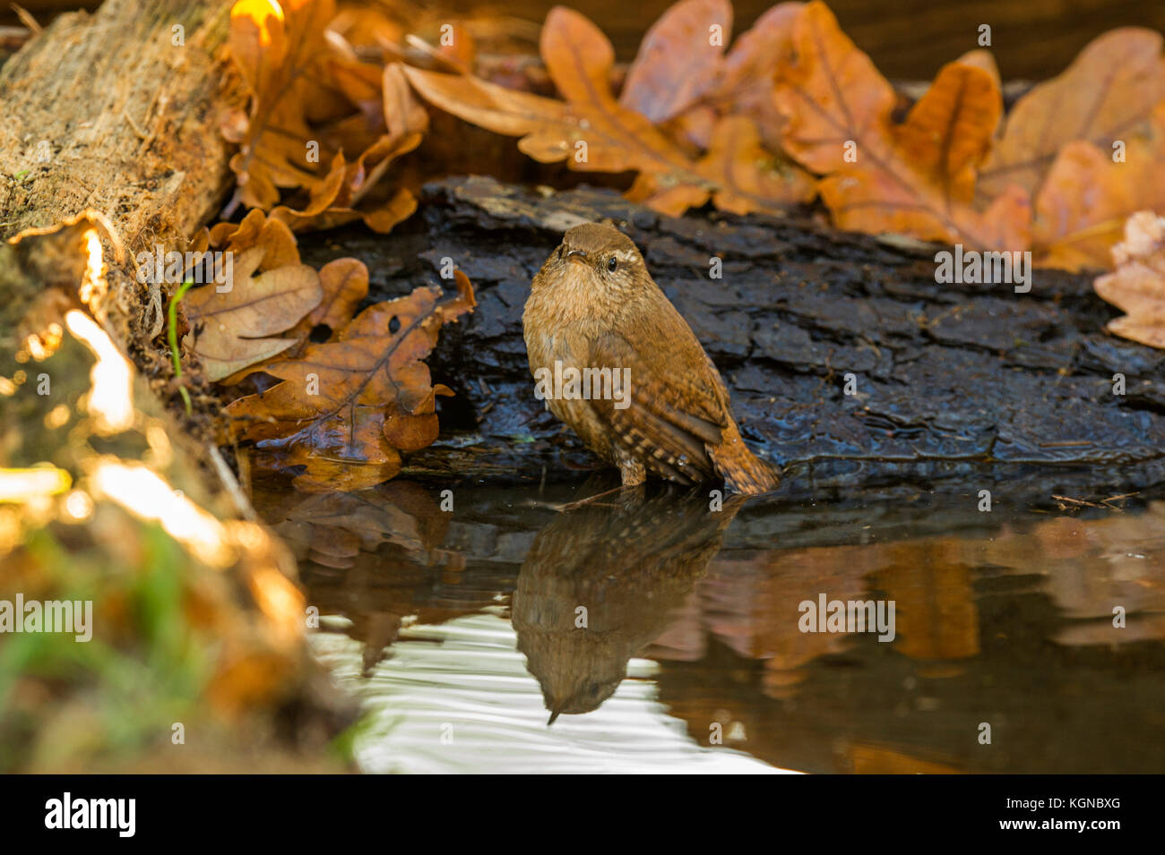 British Wildlife in Natural Habitat. Our National Treasure a beautiful ...
