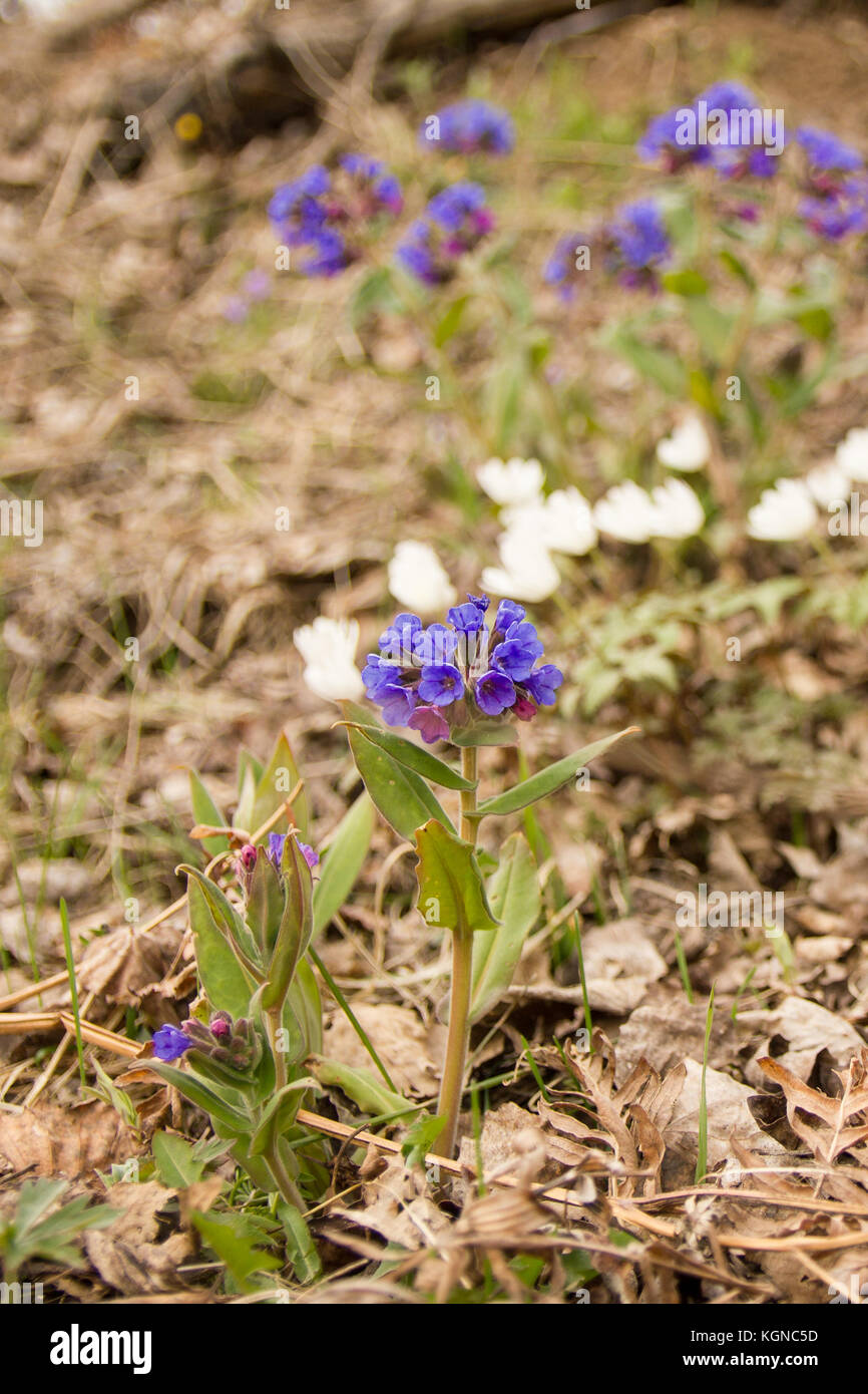 What Are The First Spring Flowers at Cody Learmonth blog