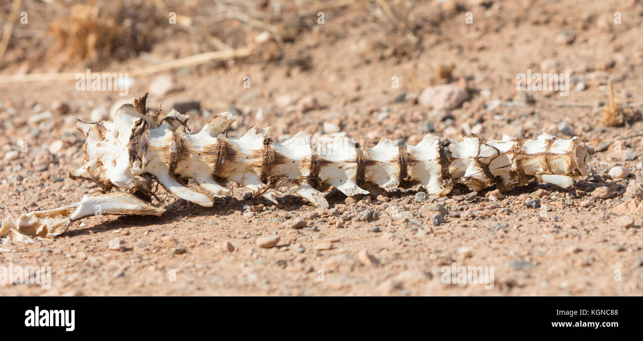 Bone spine of a wild animal in Greece Stock Photo - Alamy