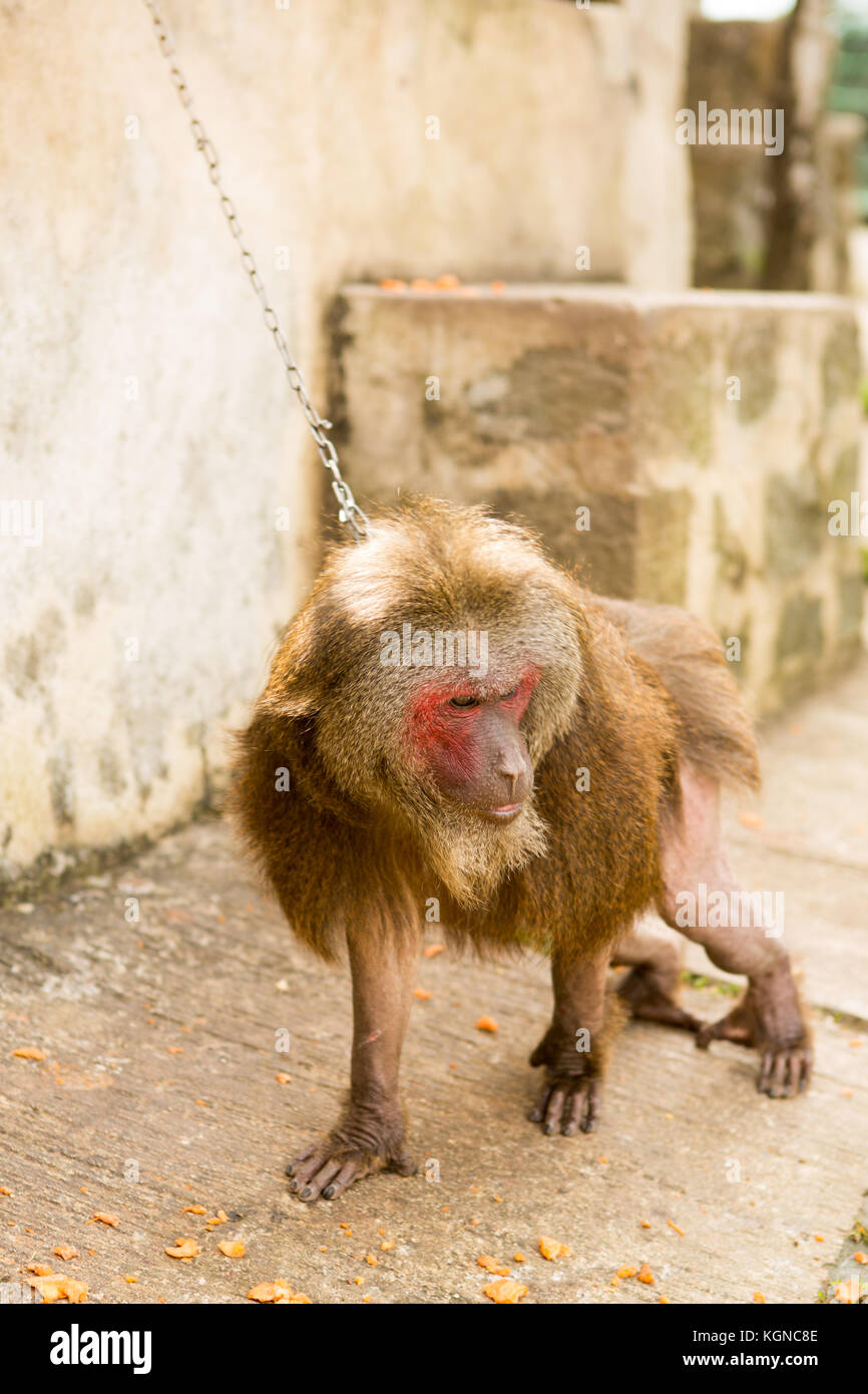 monkey on a chain in the zoo Asia Stock Photo - Alamy