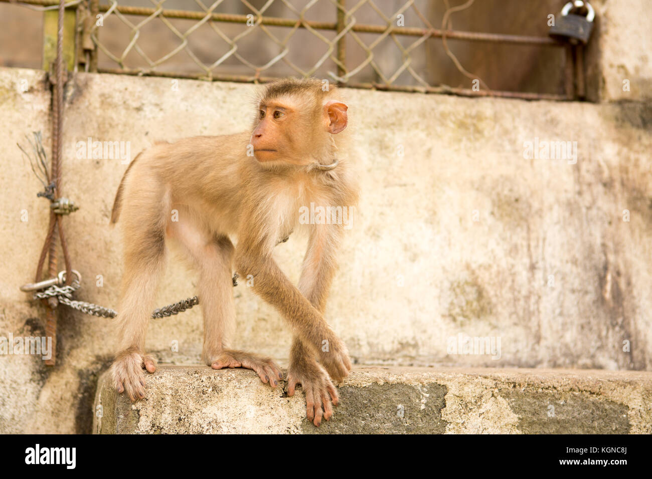 monkey on a chain in the zoo Asia Stock Photo - Alamy