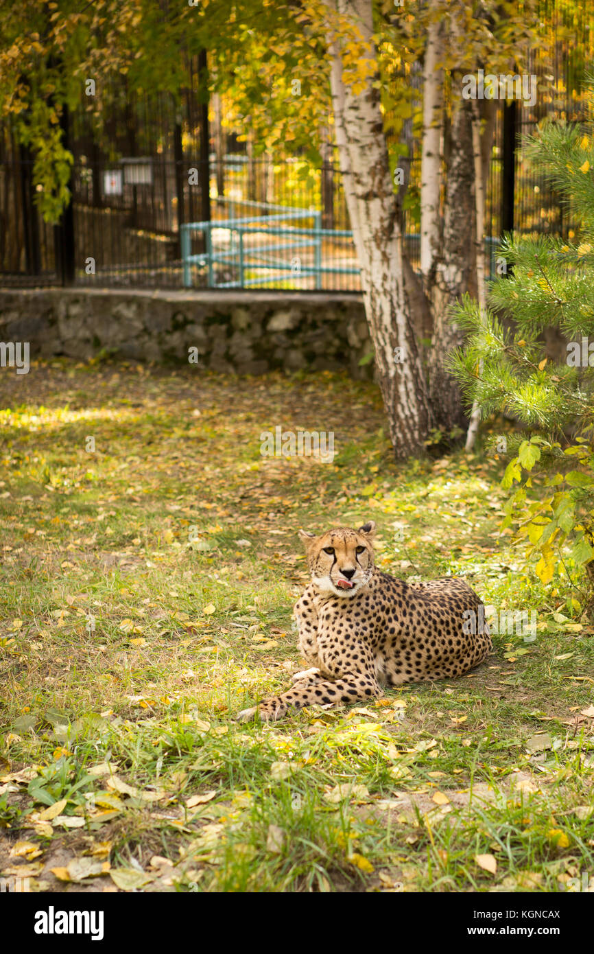 Closeup tiger walking in cage hi-res stock photography and images - Alamy