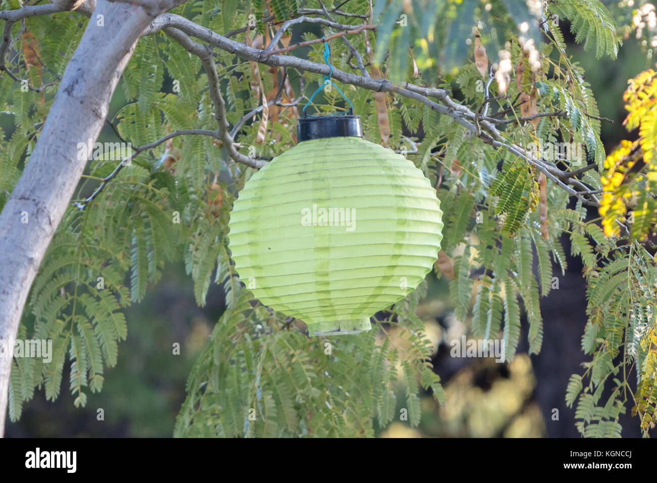 Colorful lampion in a tree - Garden in Greece Stock Photo - Alamy
