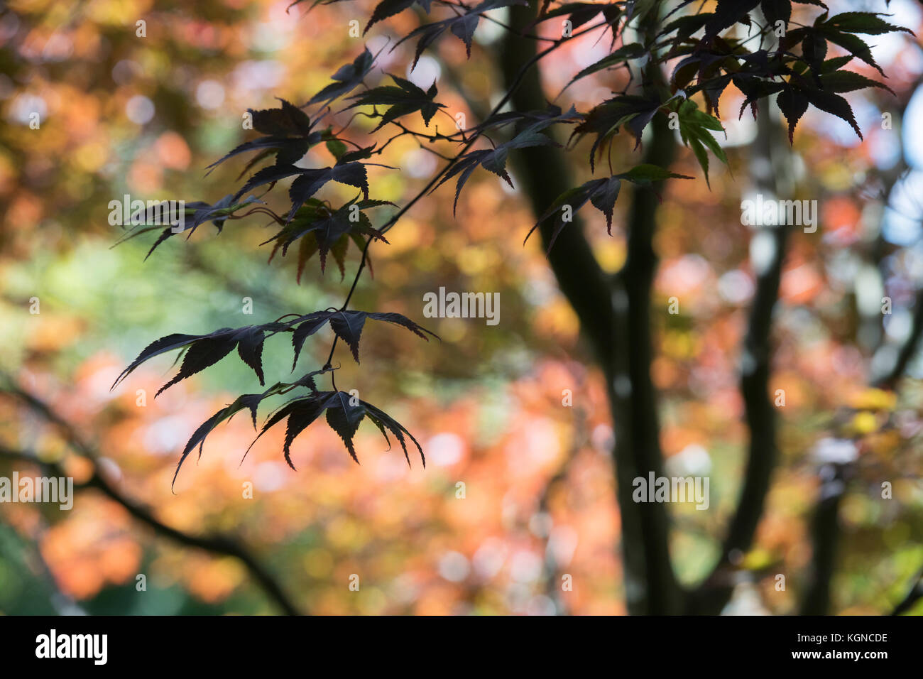 Acer palmatum bloodgood hi-res stock photography and images - Alamy