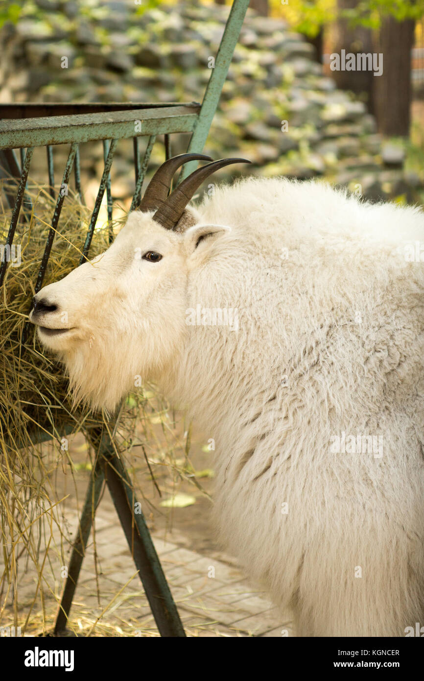 Americananimals hi-res stock photography and images - Alamy