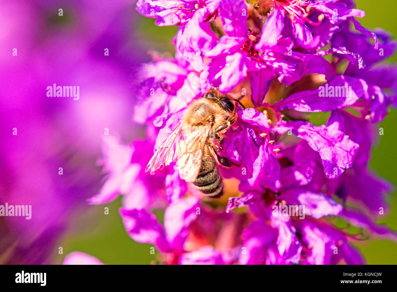 Purple loosestrife bee hi-res stock photography and images - Alamy