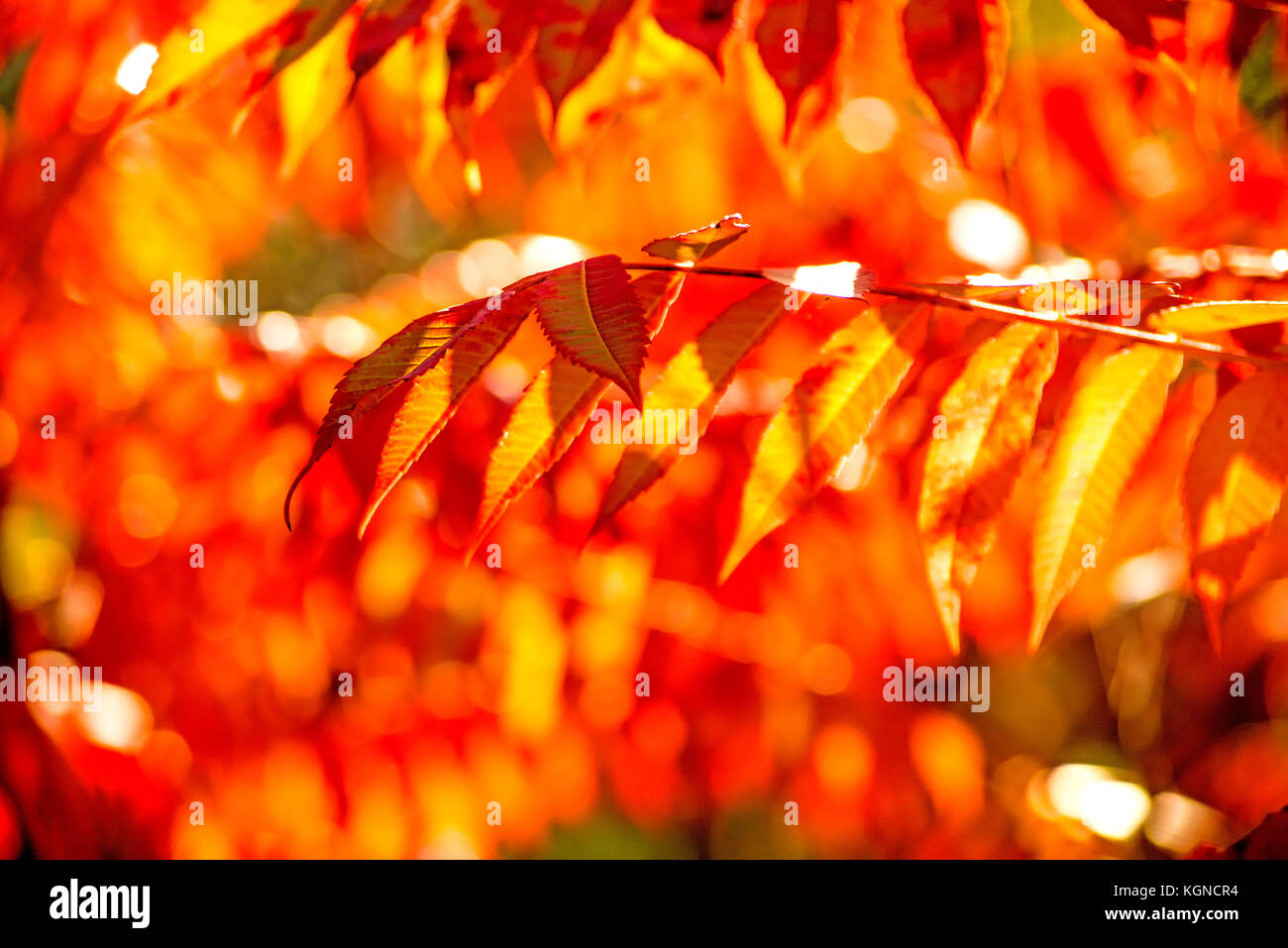 Ash tree with autumnal painted leaves Stock Photo - Alamy