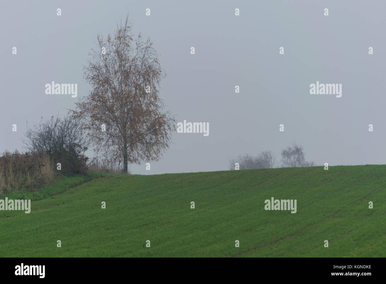 Ugly forest hi-res stock photography and images - Alamy