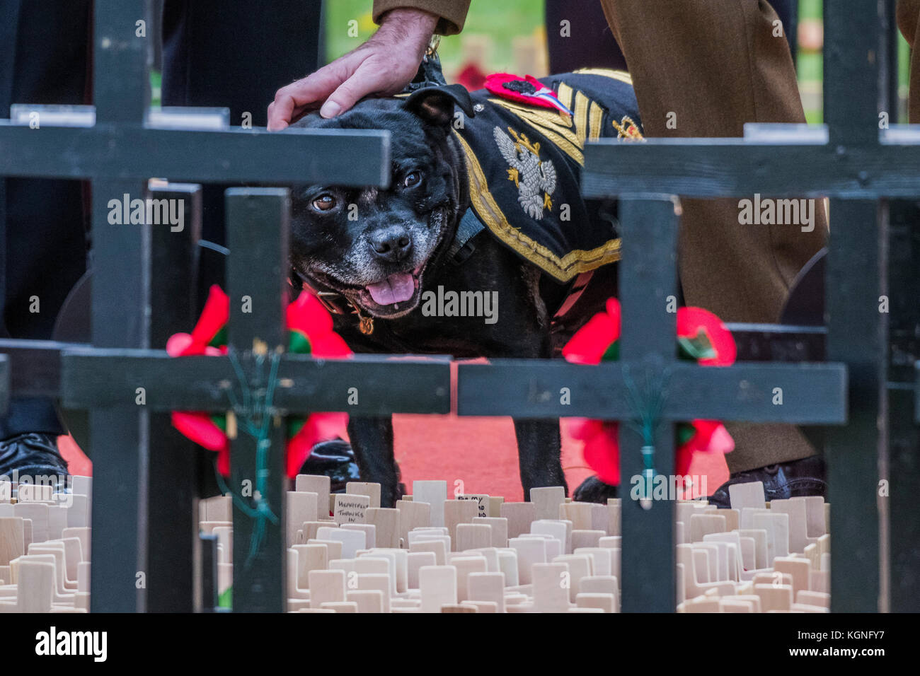 Westminster Abbey, London, UK. 9th Nov, 2017. The mascot of the Mercian ...