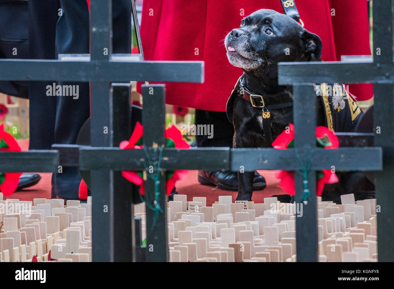 The mercian regiment hi-res stock photography and images - Alamy