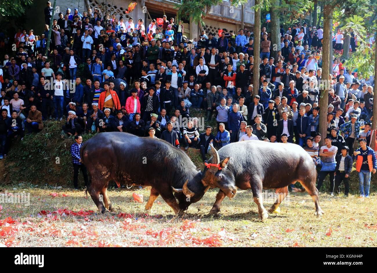 Rongjian, China. 9th Nov, 2017. Water buffalo fight during the ...