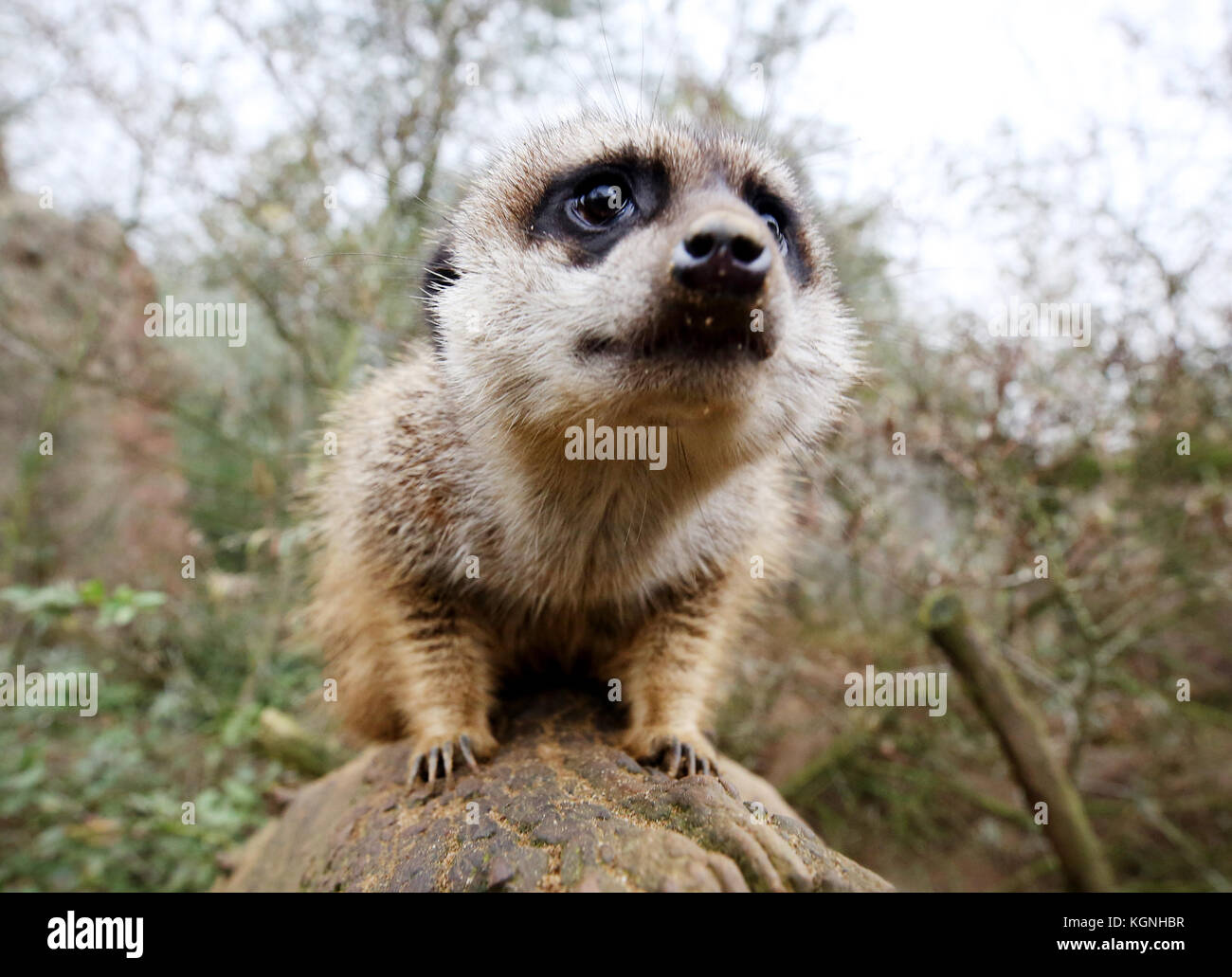 Gelsenkirchen, Germany. 9th Nov, 2017. A curious meerkat, photographed ...