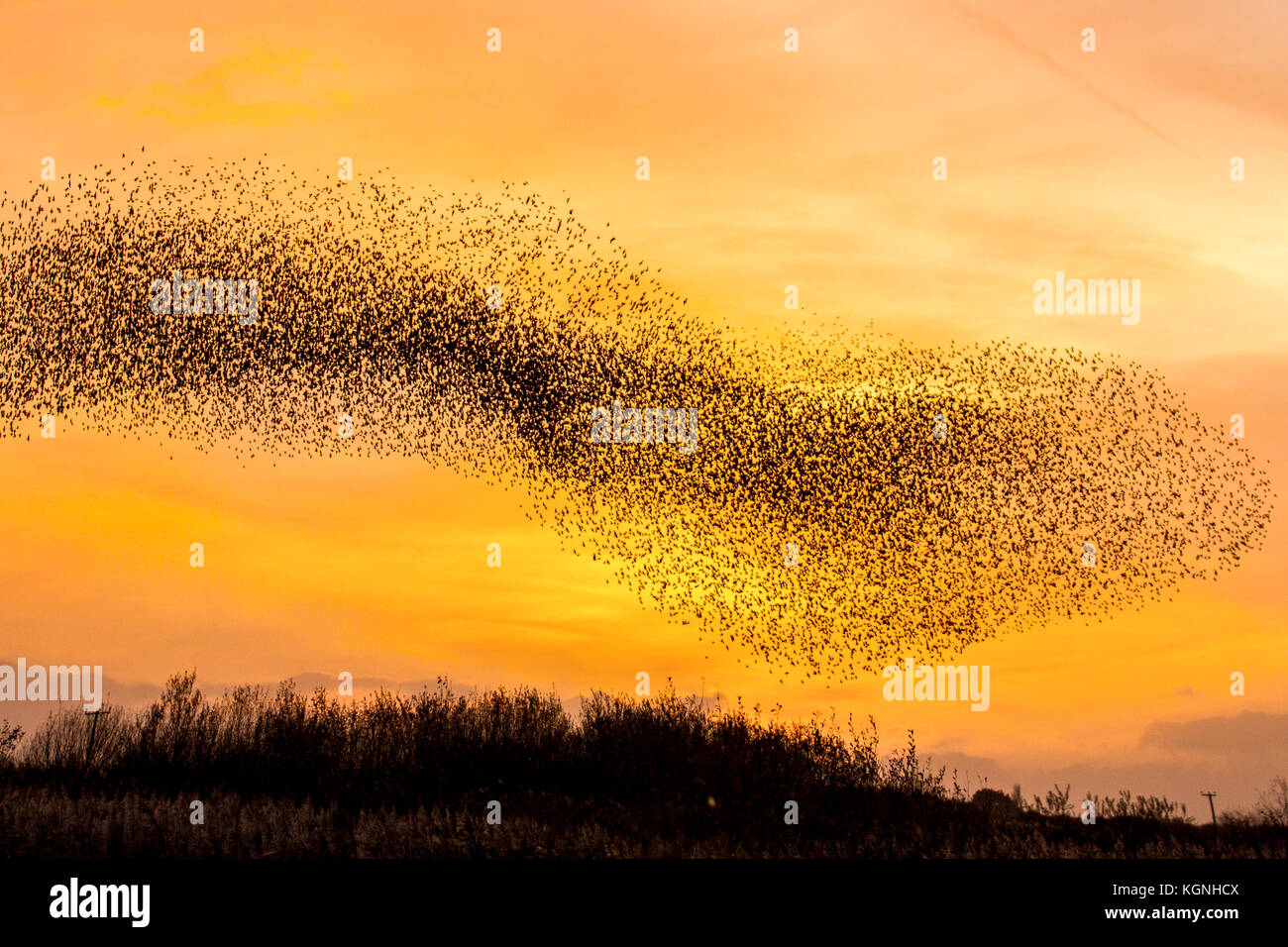 A spectacular dusk starling flight, gathering and groupings, with ...