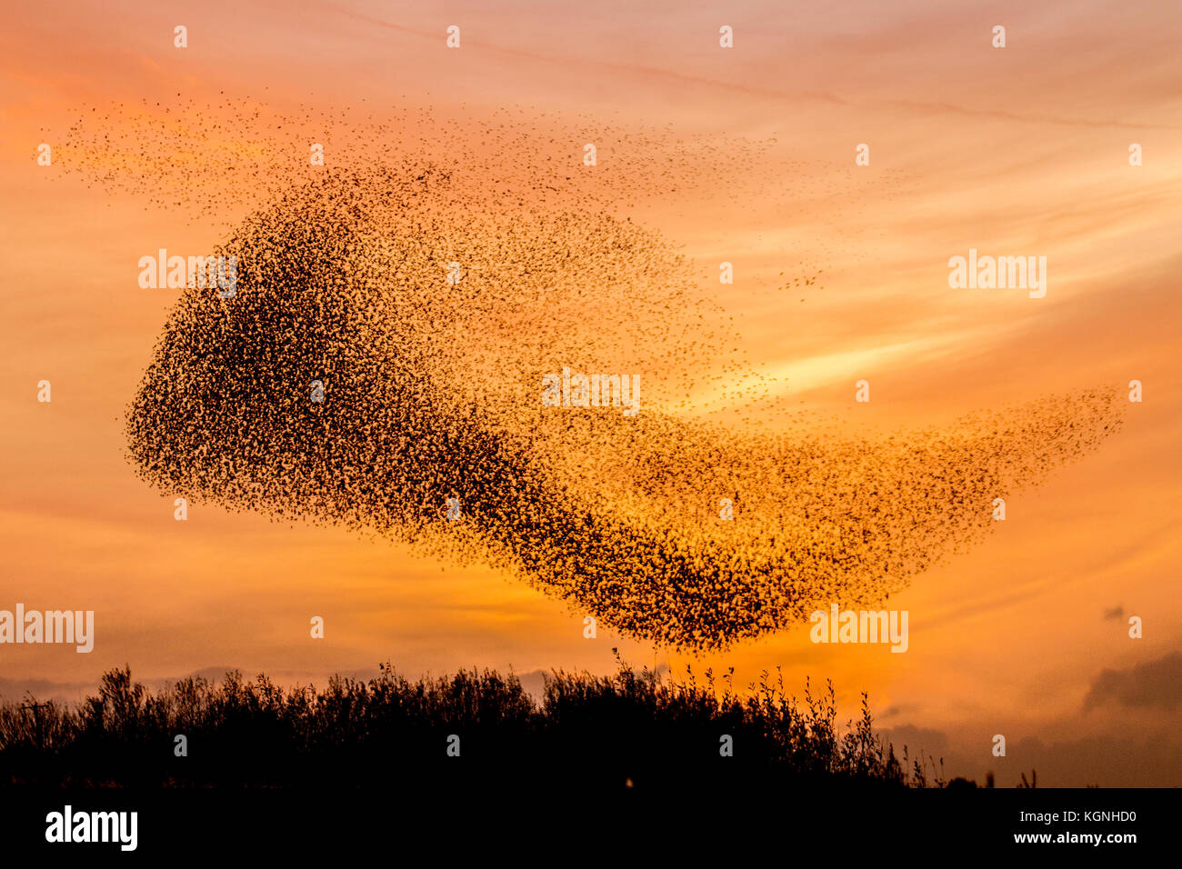 A spectacular dusk starling flight, gathering and groupings, with ...