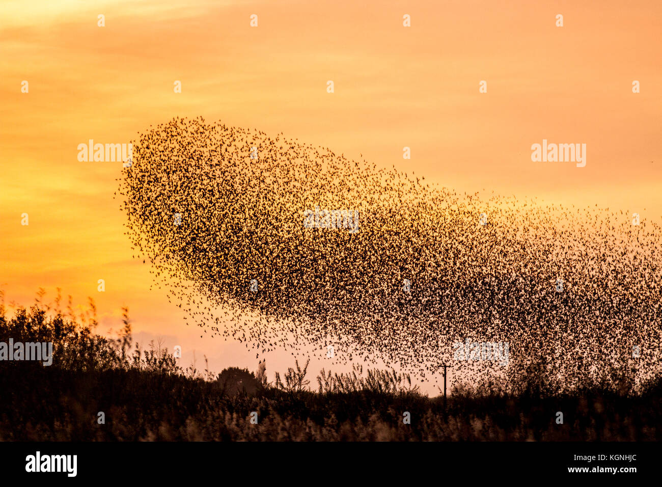A spectacular dusk starling flight, gathering and groupings, with ...