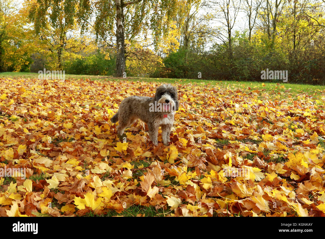Peterborough, UK. 09th Nov, 2017. Autumn is in full swing as golden ...