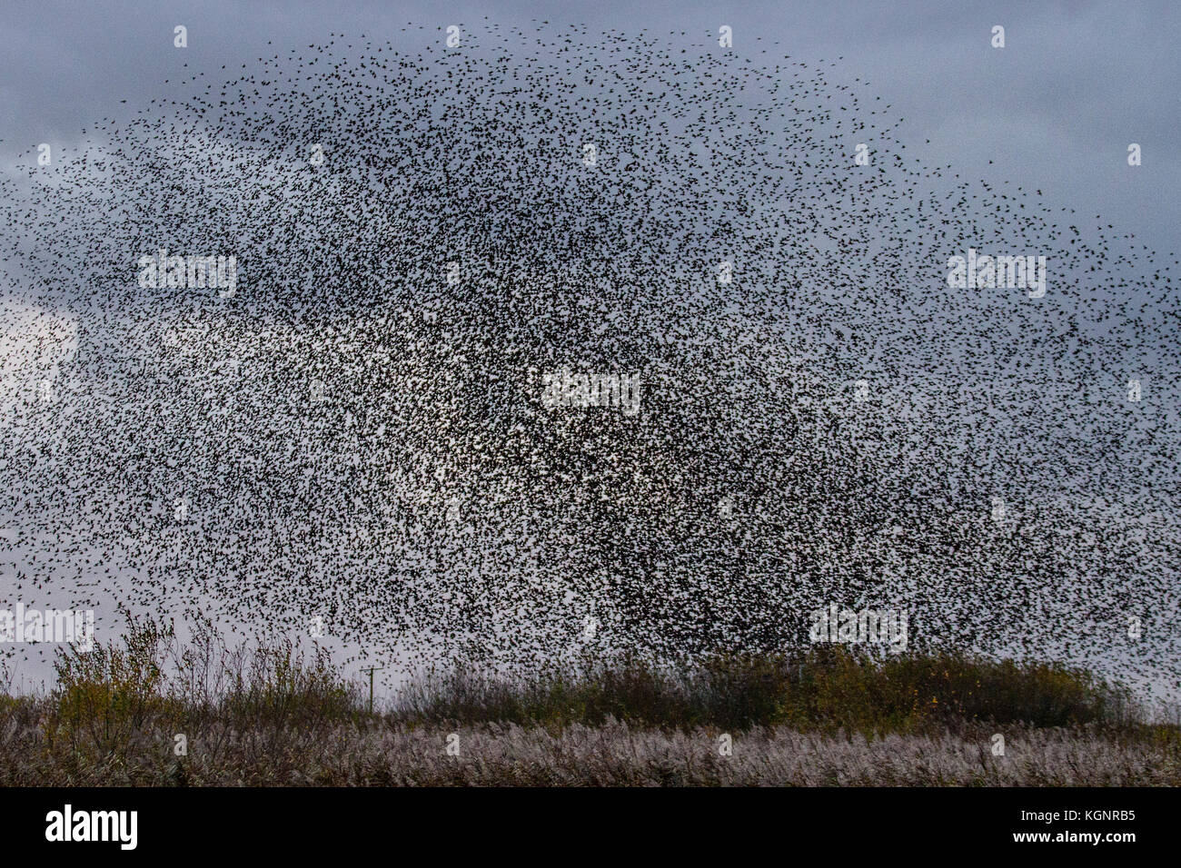 Co ordinated flying displays by flocks of starlings hi-res stock ...