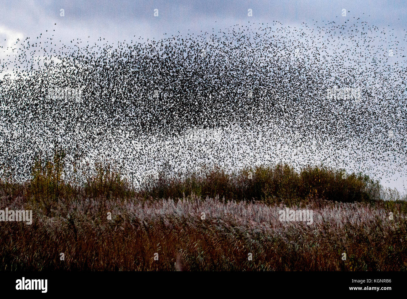 A spectacular dusk starling flight, gathering and groupings, with ...