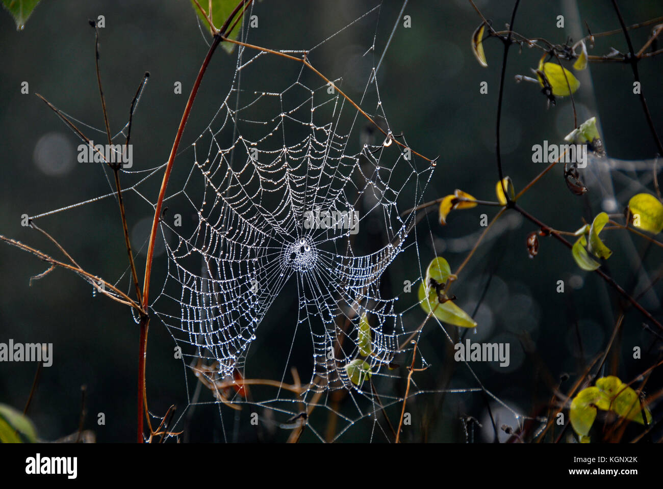 Cobweb hi-res stock photography and images - Alamy