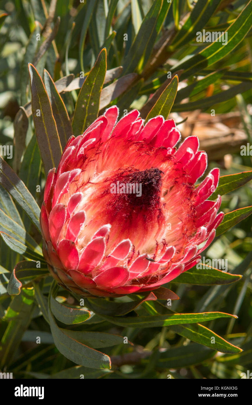 Protea garden hi-res stock photography and images - Alamy
