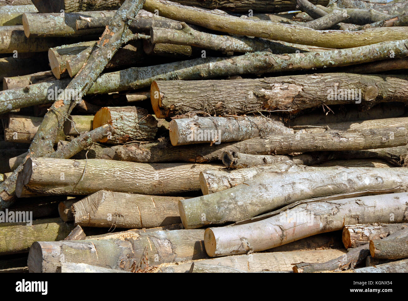 Pile of long logs Stock Photo - Alamy