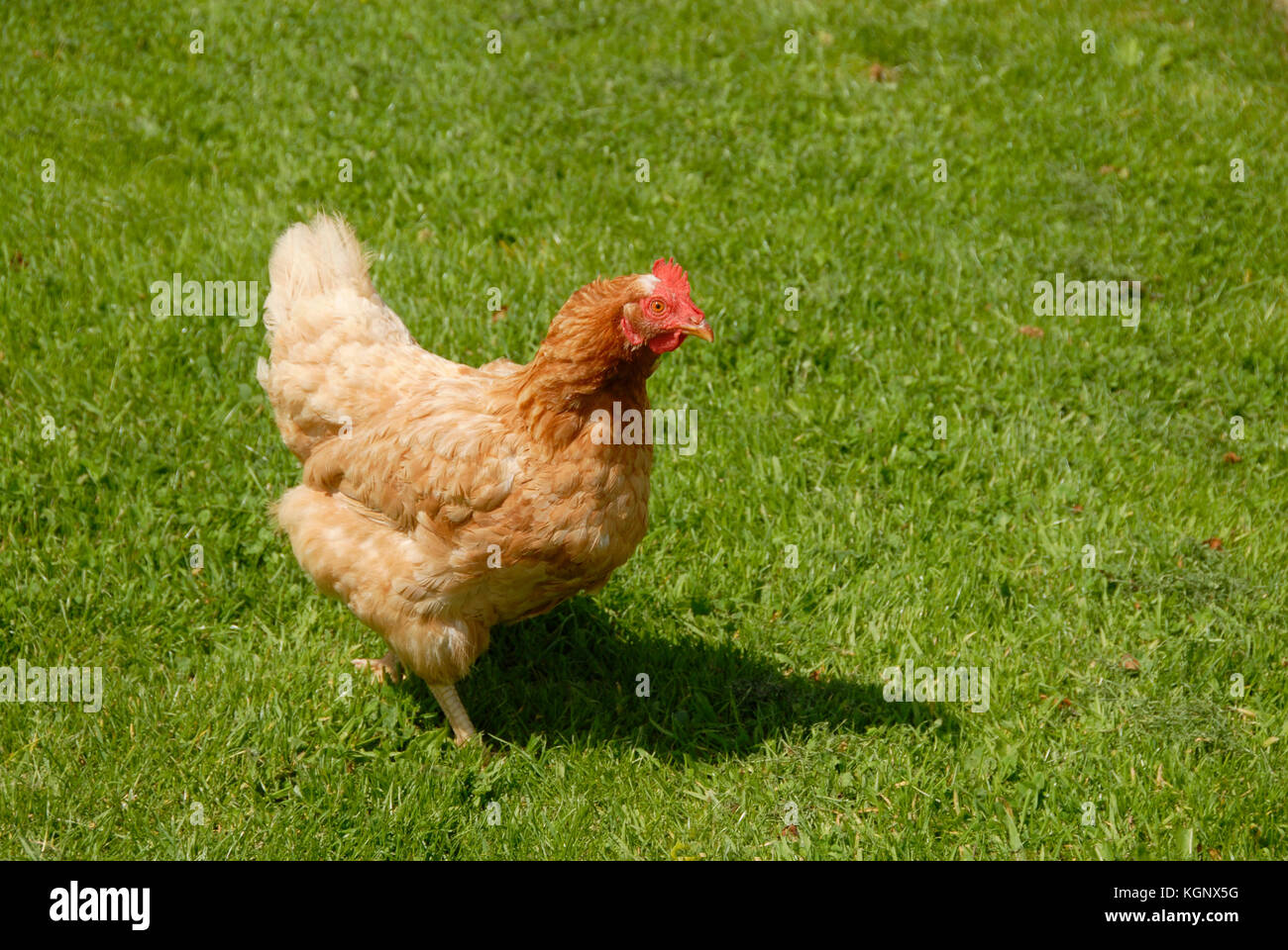 Domestic hen hi-res stock photography and images - Alamy