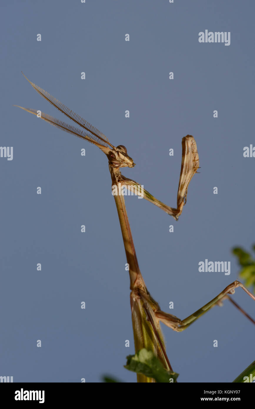 Conehead Mantis (Empusa pennata Stock Photo - Alamy