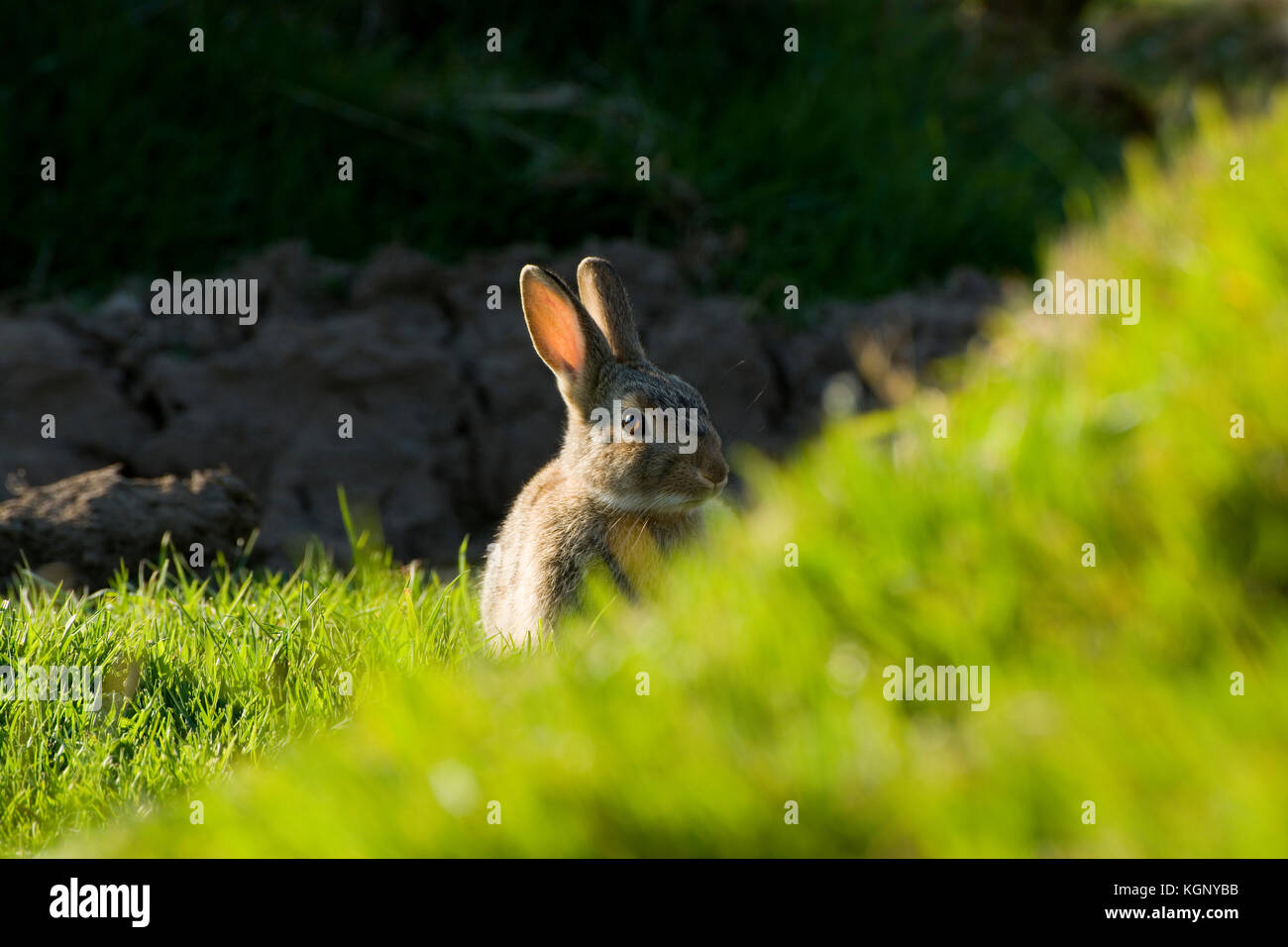 Solitary wild hi-res stock photography and images - Alamy