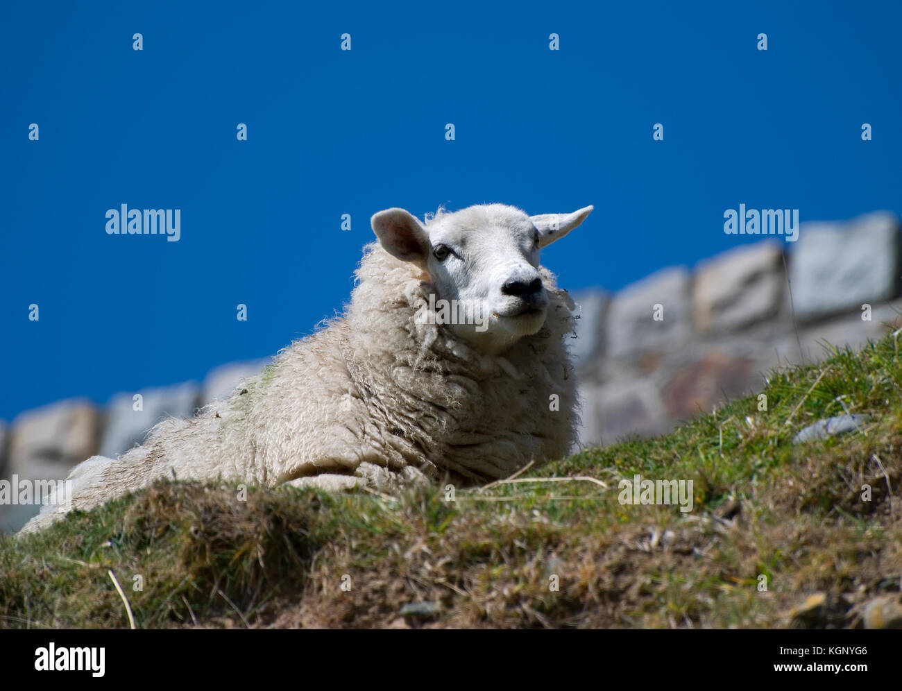 Welsh sheep farming hi-res stock photography and images - Alamy