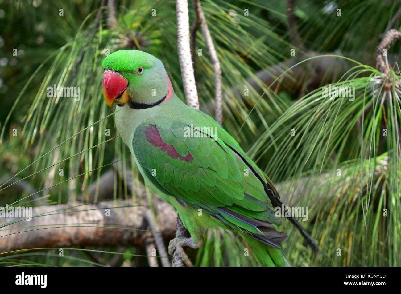 An Alexandrine parakeet or Alexandrian parrot (Psittacula eupatria ...