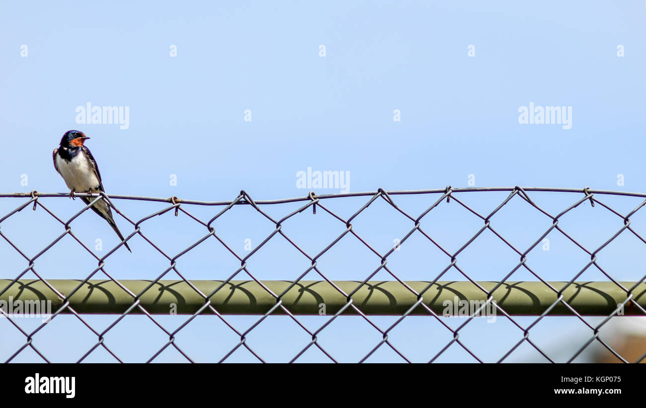 Wild bird sitting alone on a fence against the blue sky Stock Photo - Alamy