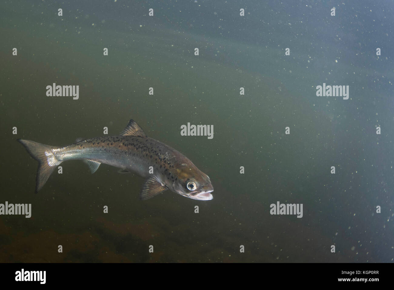 Atlantic salmon (Salmo salar) Juvenile , swimming in margins of a sea ...