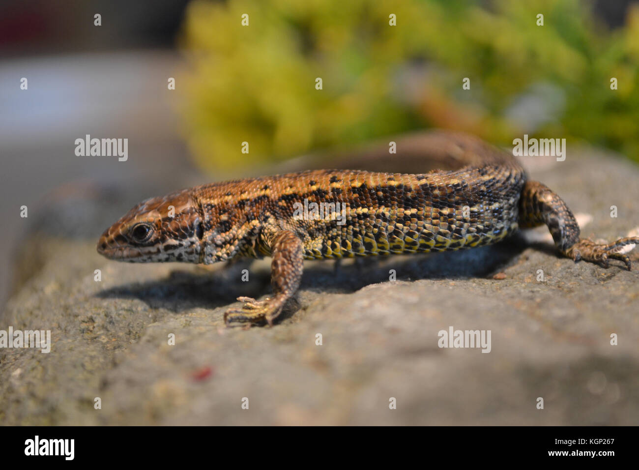Common lizard uk Stock Photo - Alamy