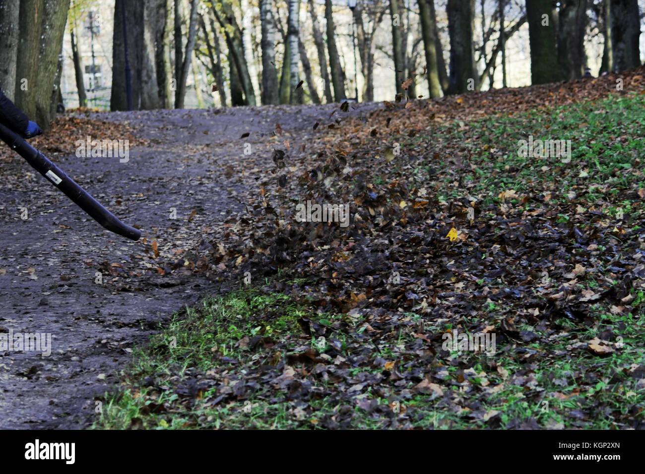 worker cleans a path in the park from fallen leaves using an industrial ...