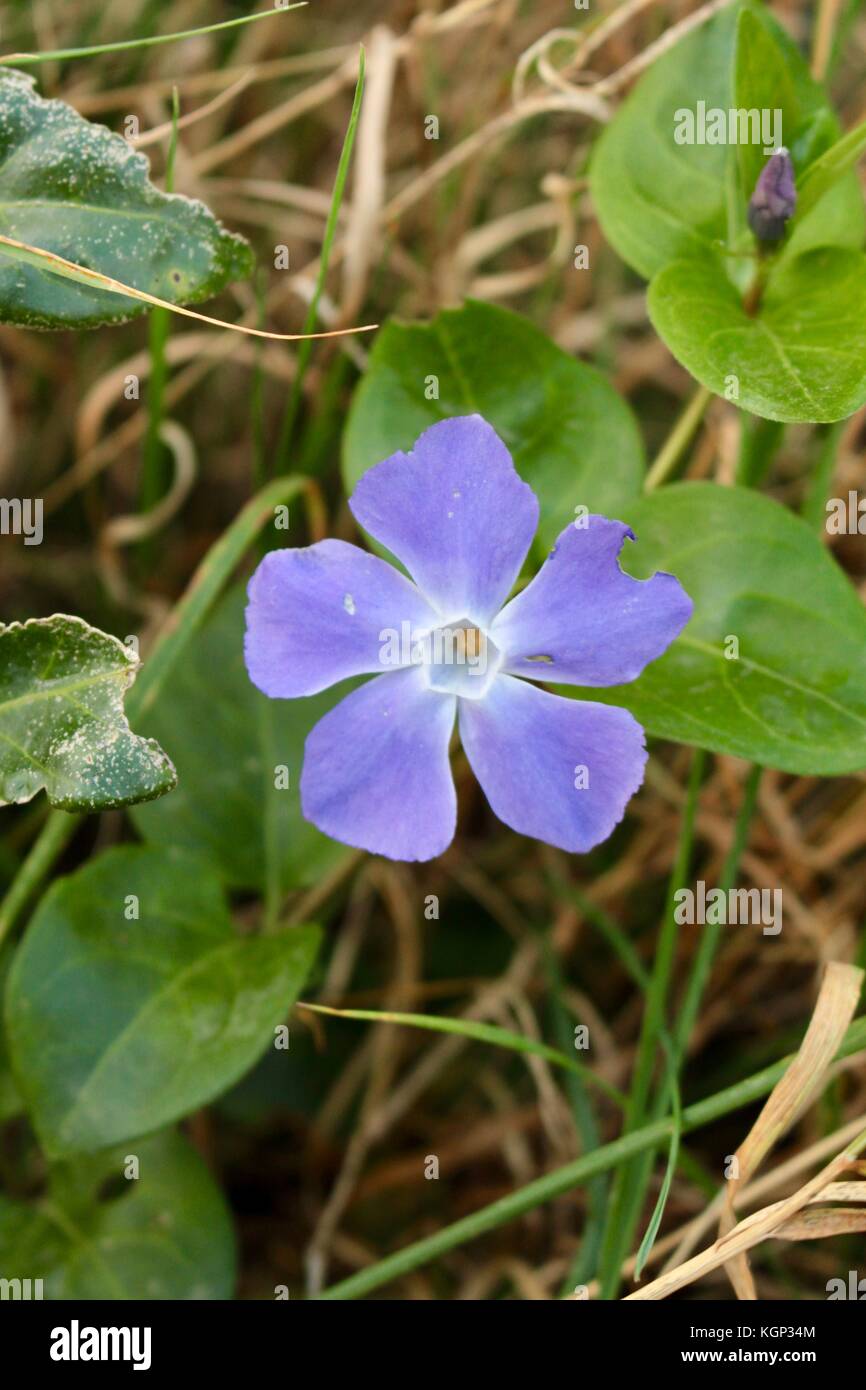 Single wild small periwinkle, vnca minor, with nibbled petal in Autumn ...