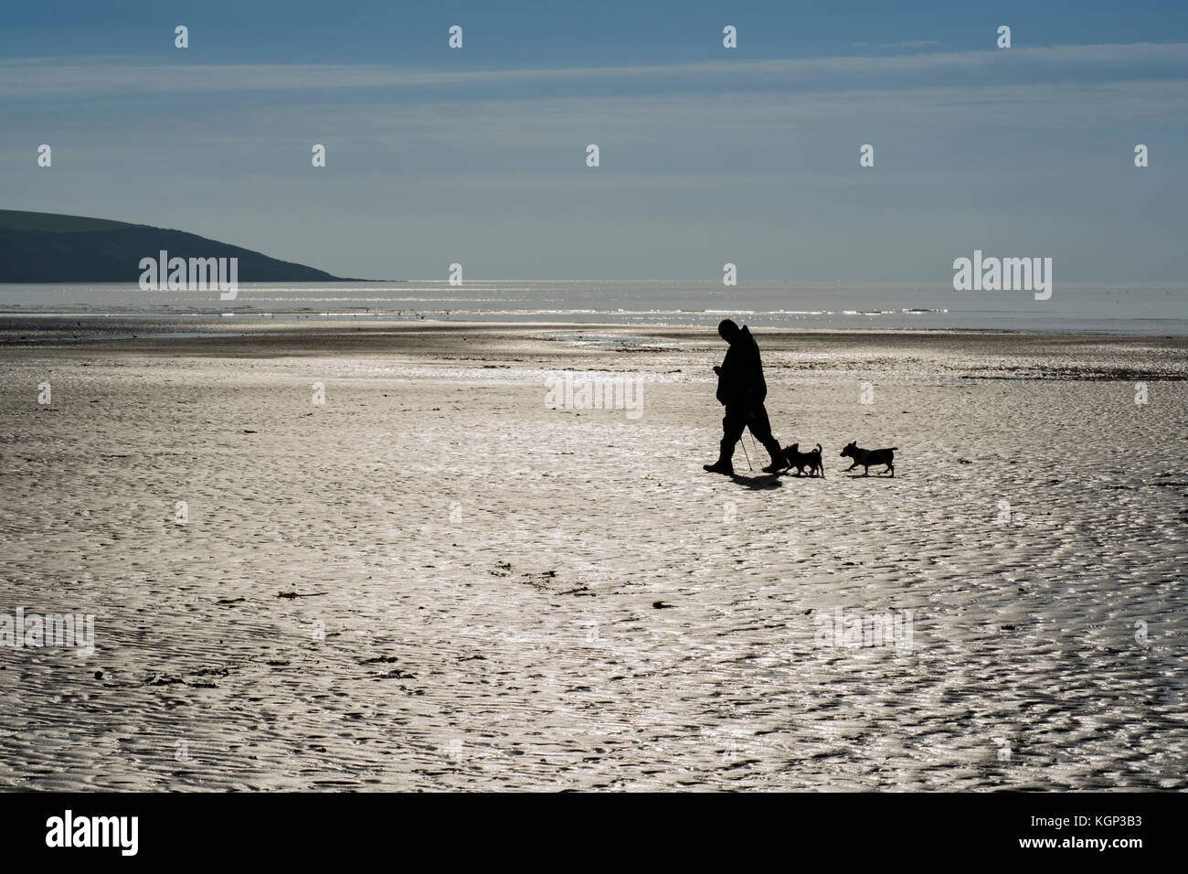 Silhouette of dog walker / man walking with his two small dogs on Par ...