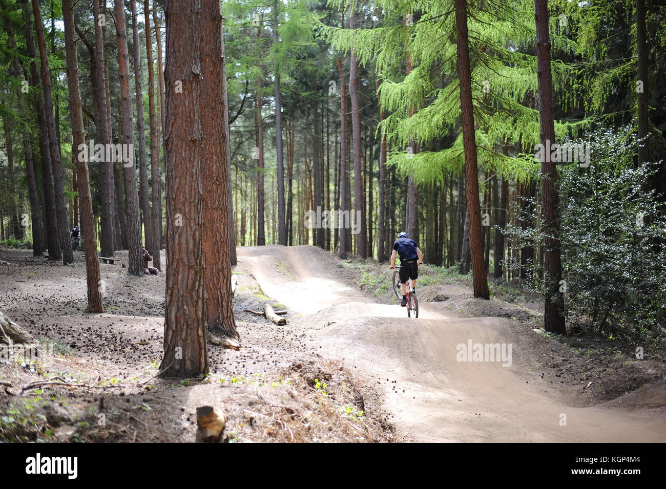 Mountain biking at Chicksands, Bedfordshire. Riders descending down a ...
